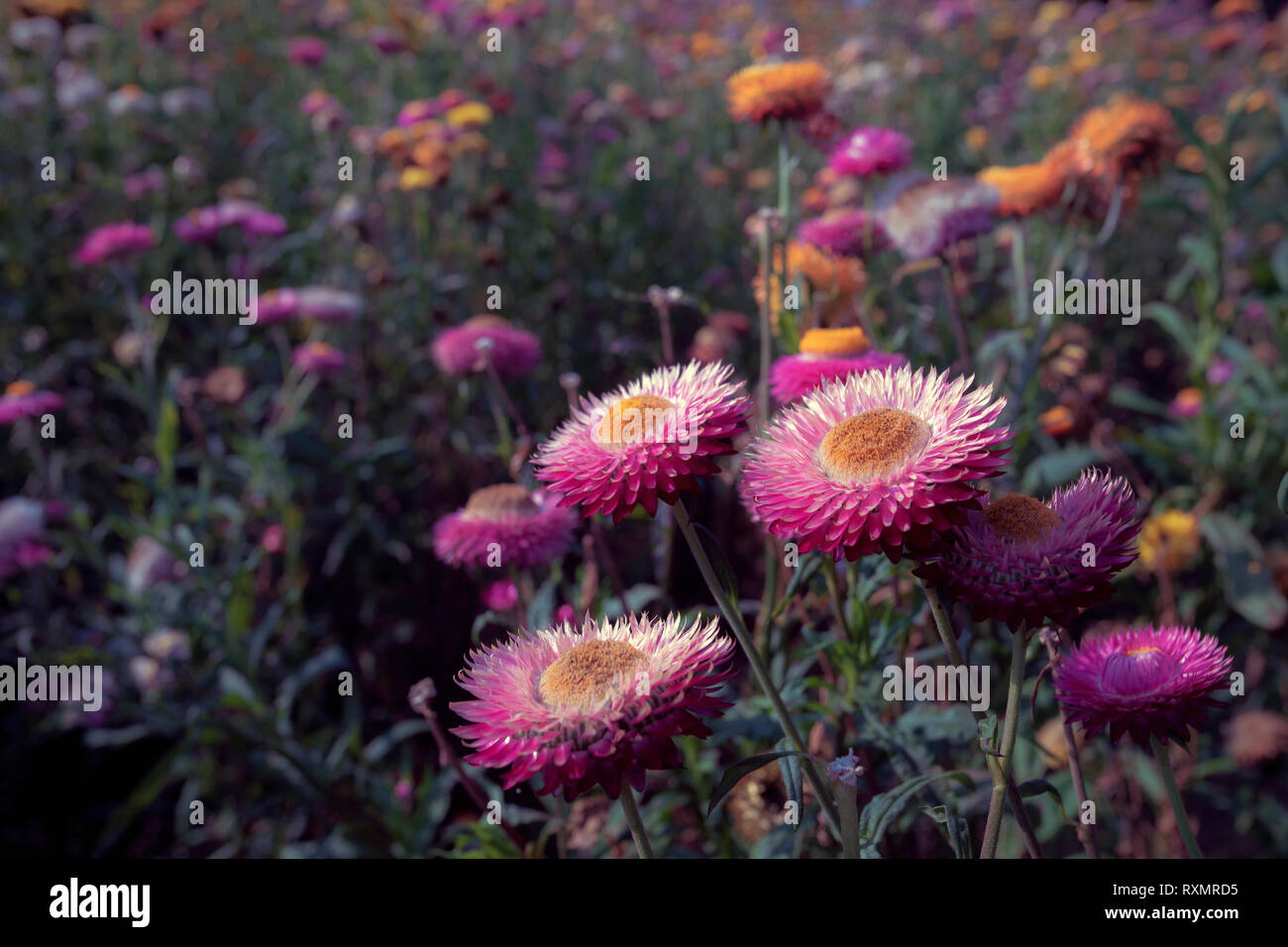 beautiful of everlasing flower blooming in variety color field Stock ...