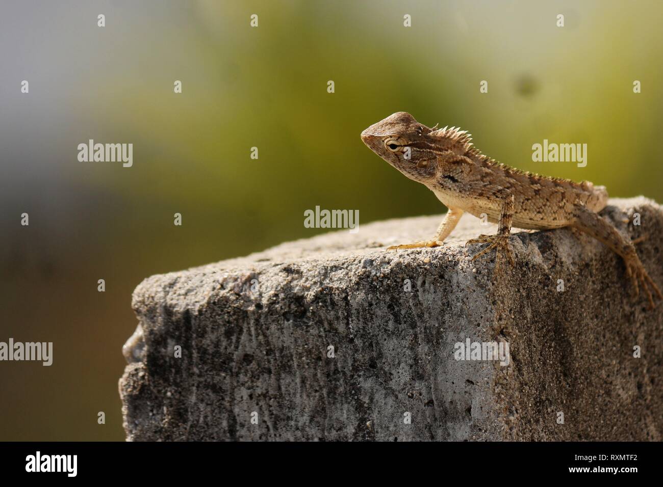 Gecko is on Rock Stock Photo - Alamy
