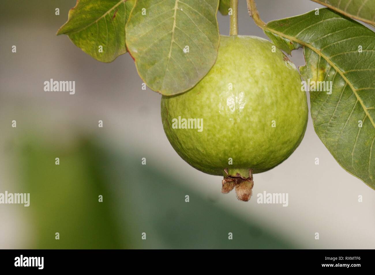 Live fruits hi-res stock photography and images - Alamy