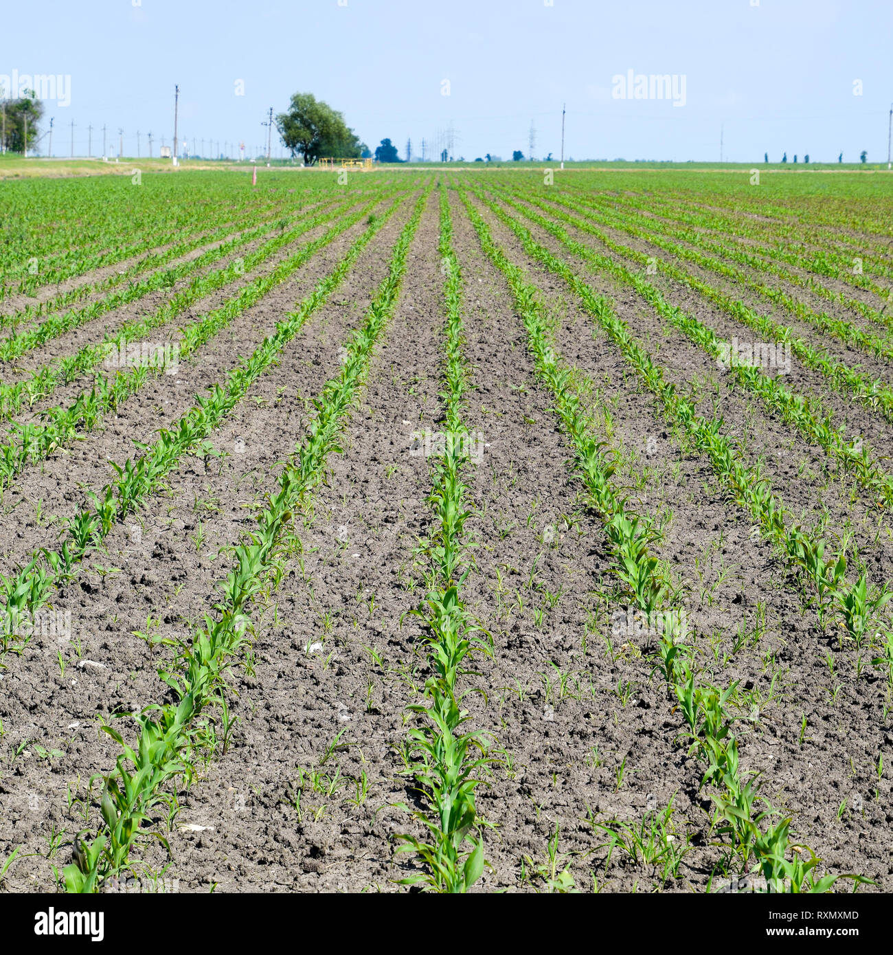 Garden sweet corn seedlings hi-res stock photography and images - Alamy