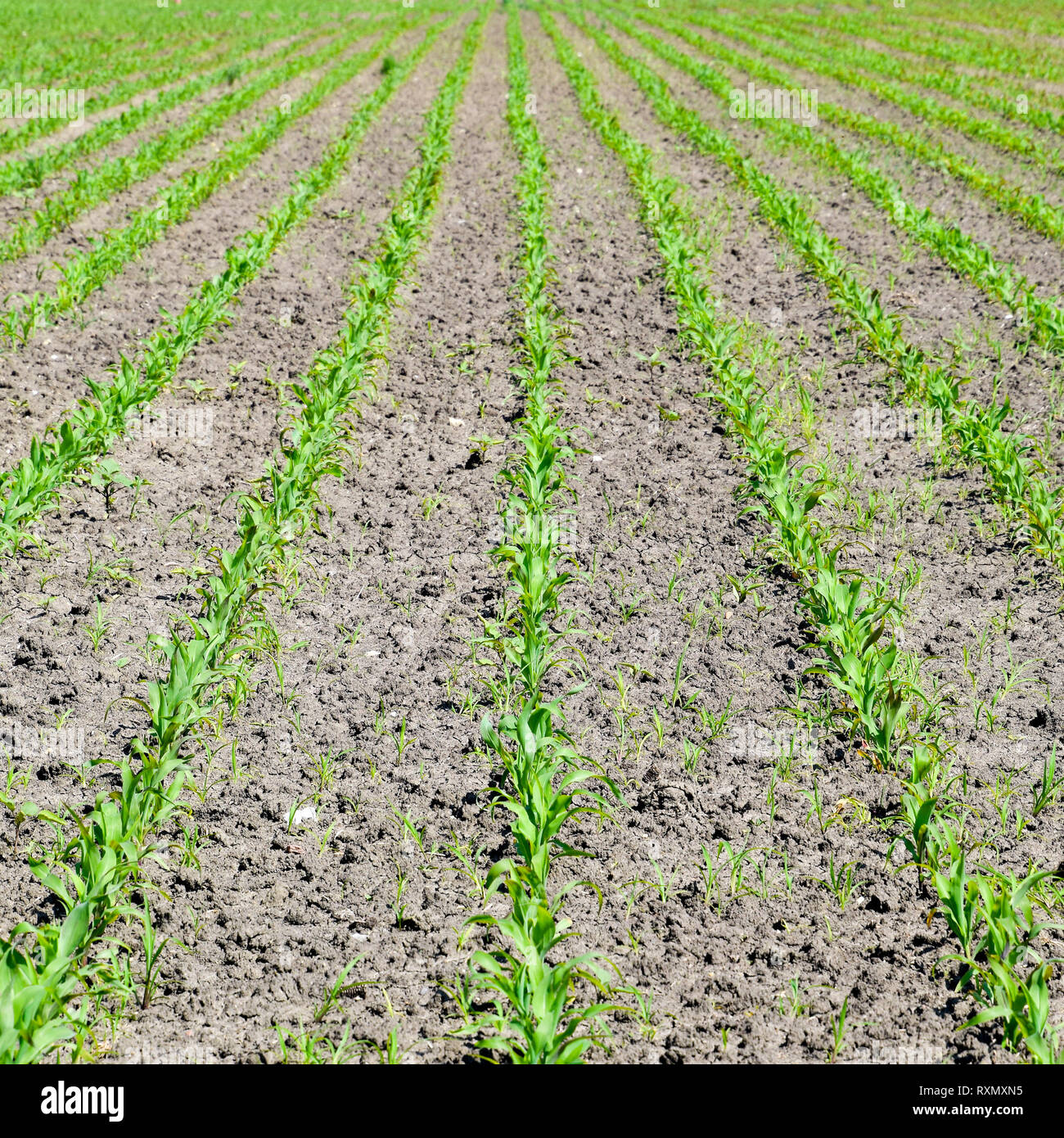 Garden sweet corn seedlings hi-res stock photography and images - Alamy