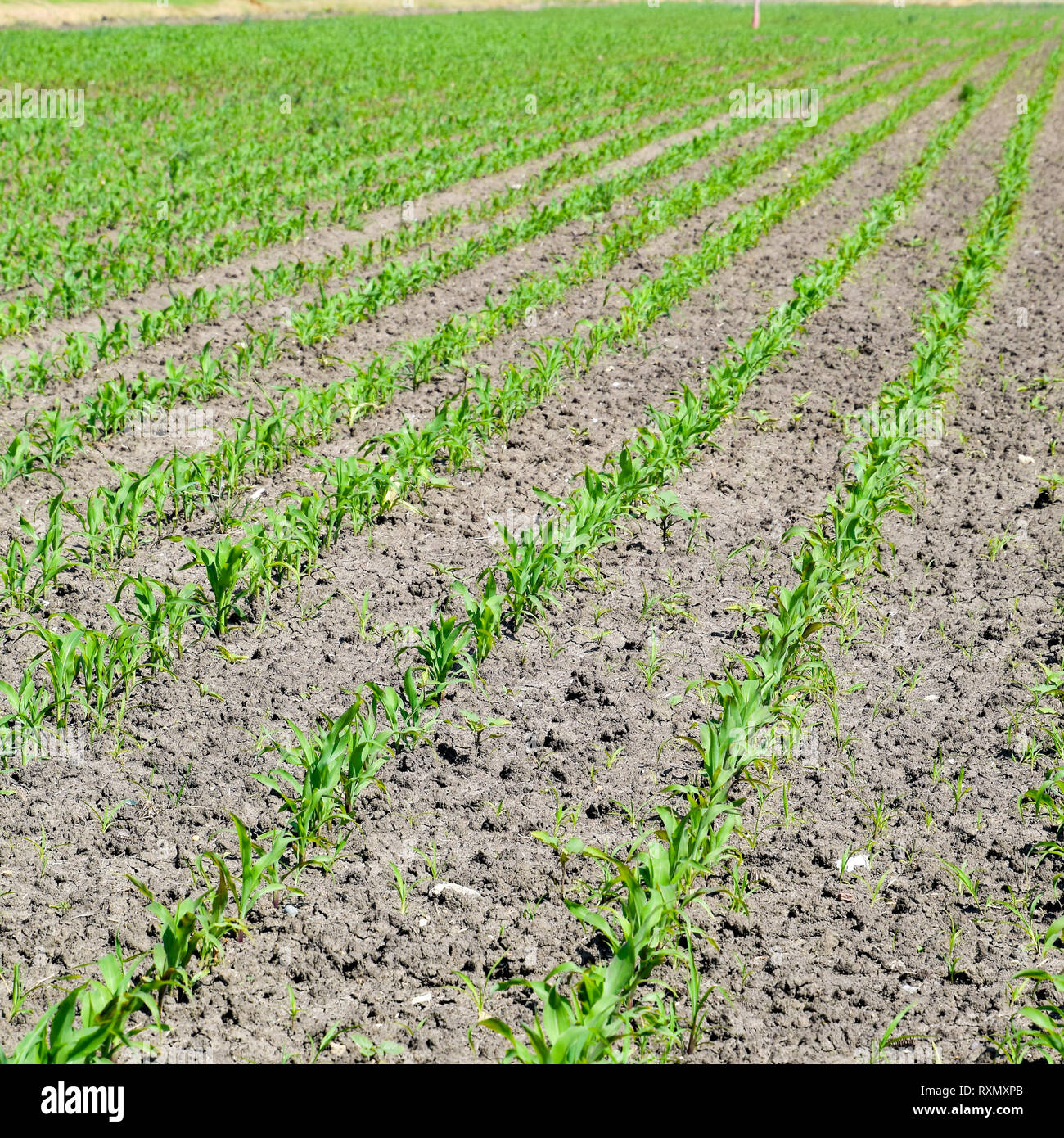 Young corn plants line up hi-res stock photography and images - Alamy