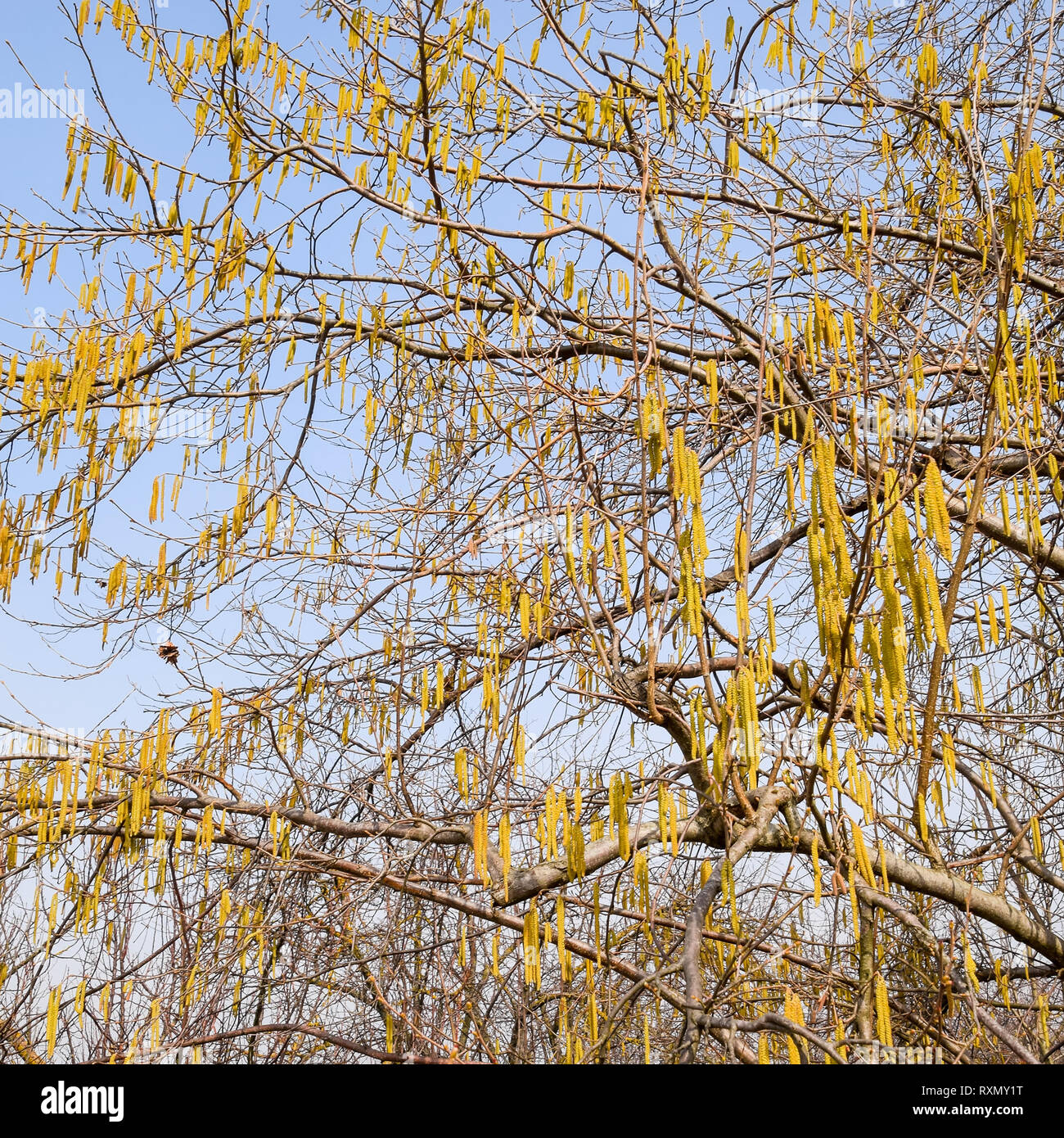 Flowering hazel hazelnut. Hazel catkins on branches Stock Photo - Alamy