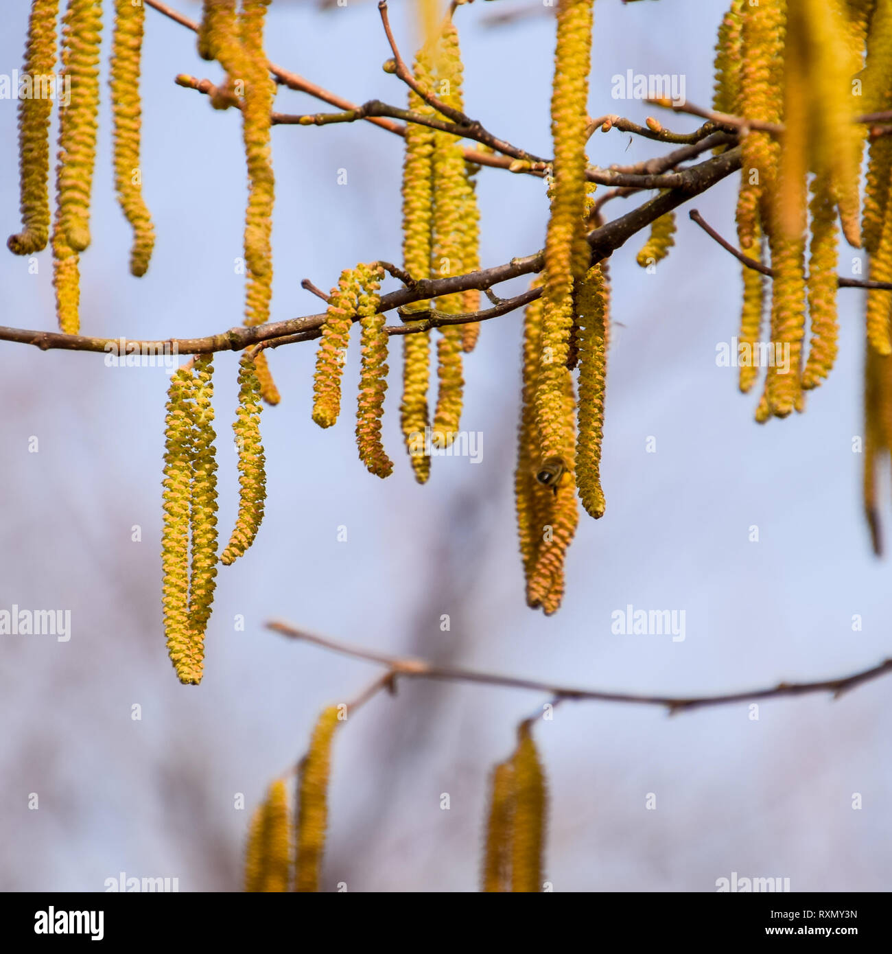 Flowering hazel hazelnut. Hazel catkins on branches Stock Photo - Alamy