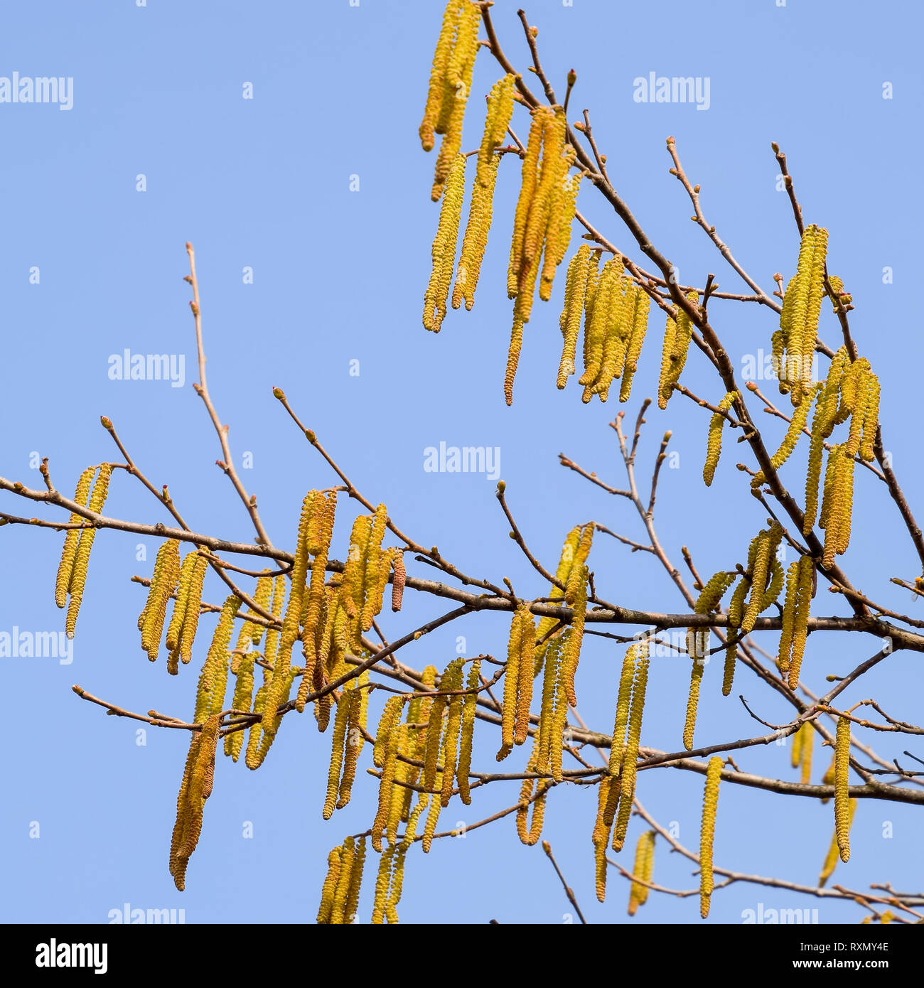 Flowering hazel hazelnut. Hazel catkins on branches Stock Photo - Alamy
