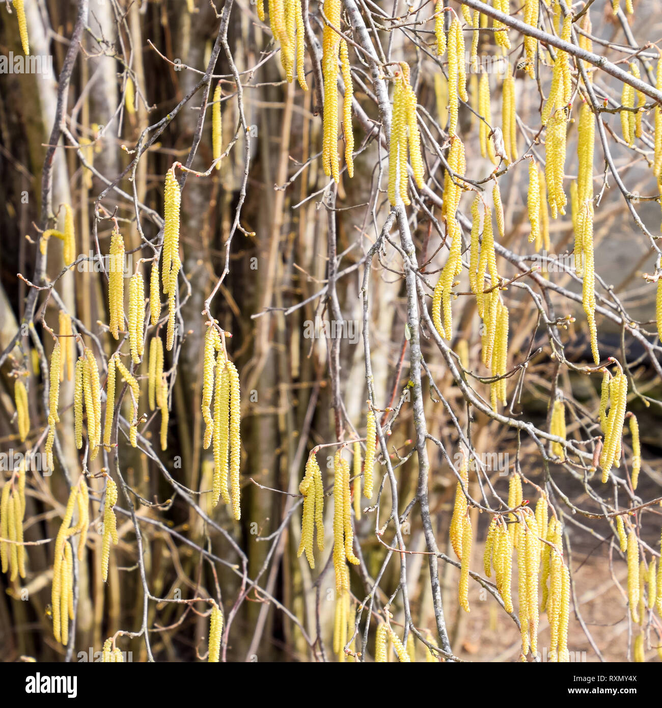 Flowering hazel hazelnut. Hazel catkins on branches Stock Photo - Alamy