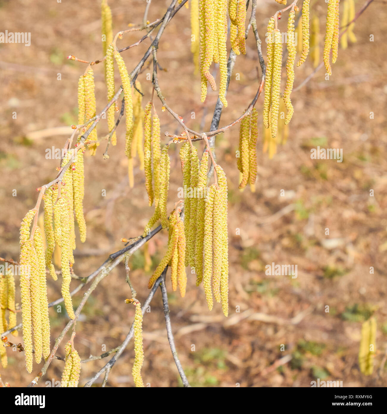 Flowering hazel hazelnut. Hazel catkins on branches Stock Photo - Alamy