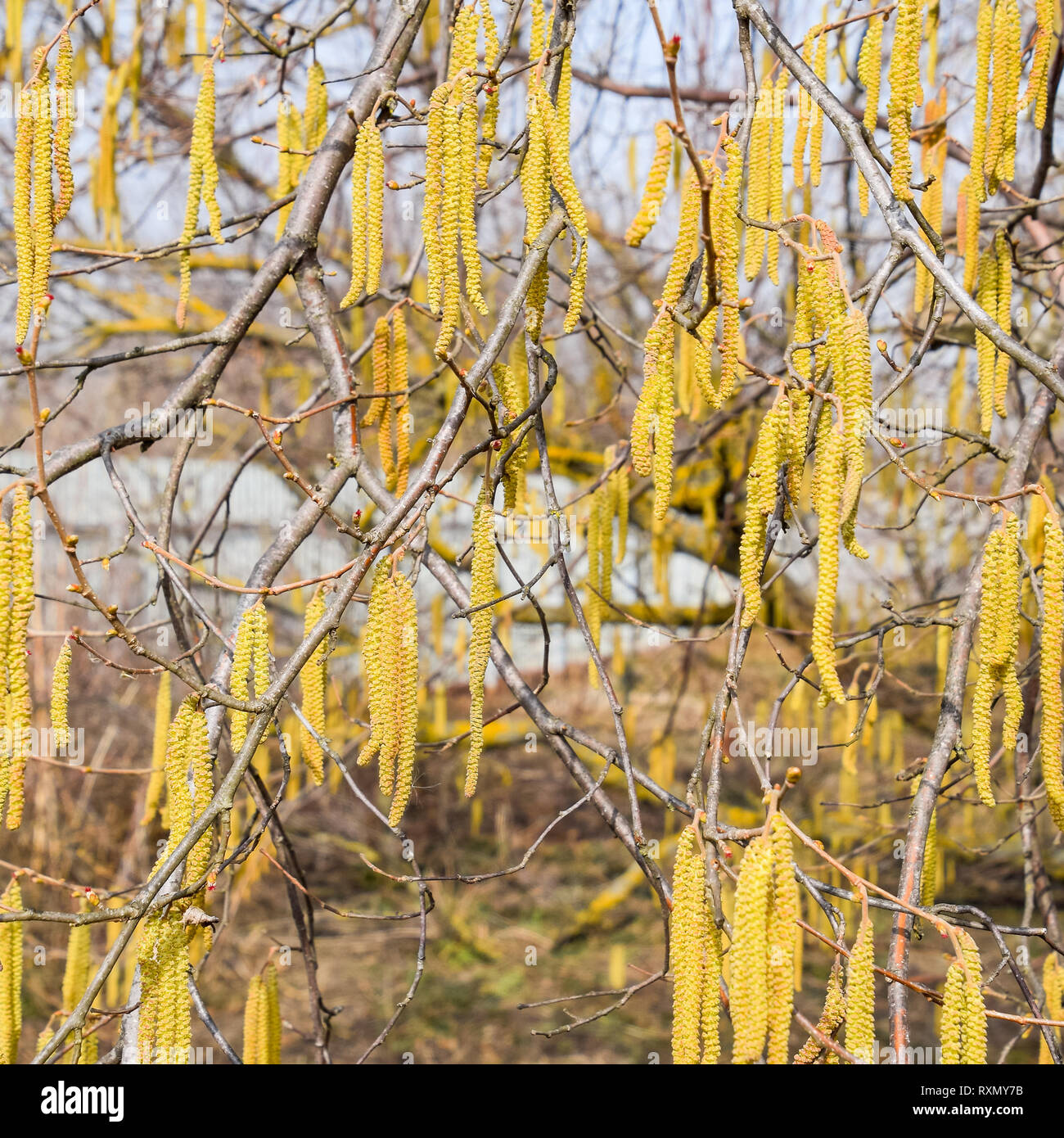Flowering hazel hazelnut. Hazel catkins on branches Stock Photo - Alamy