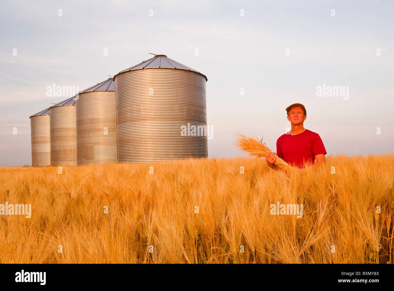 Maturing barley field with grain storage bins silos in the background ...