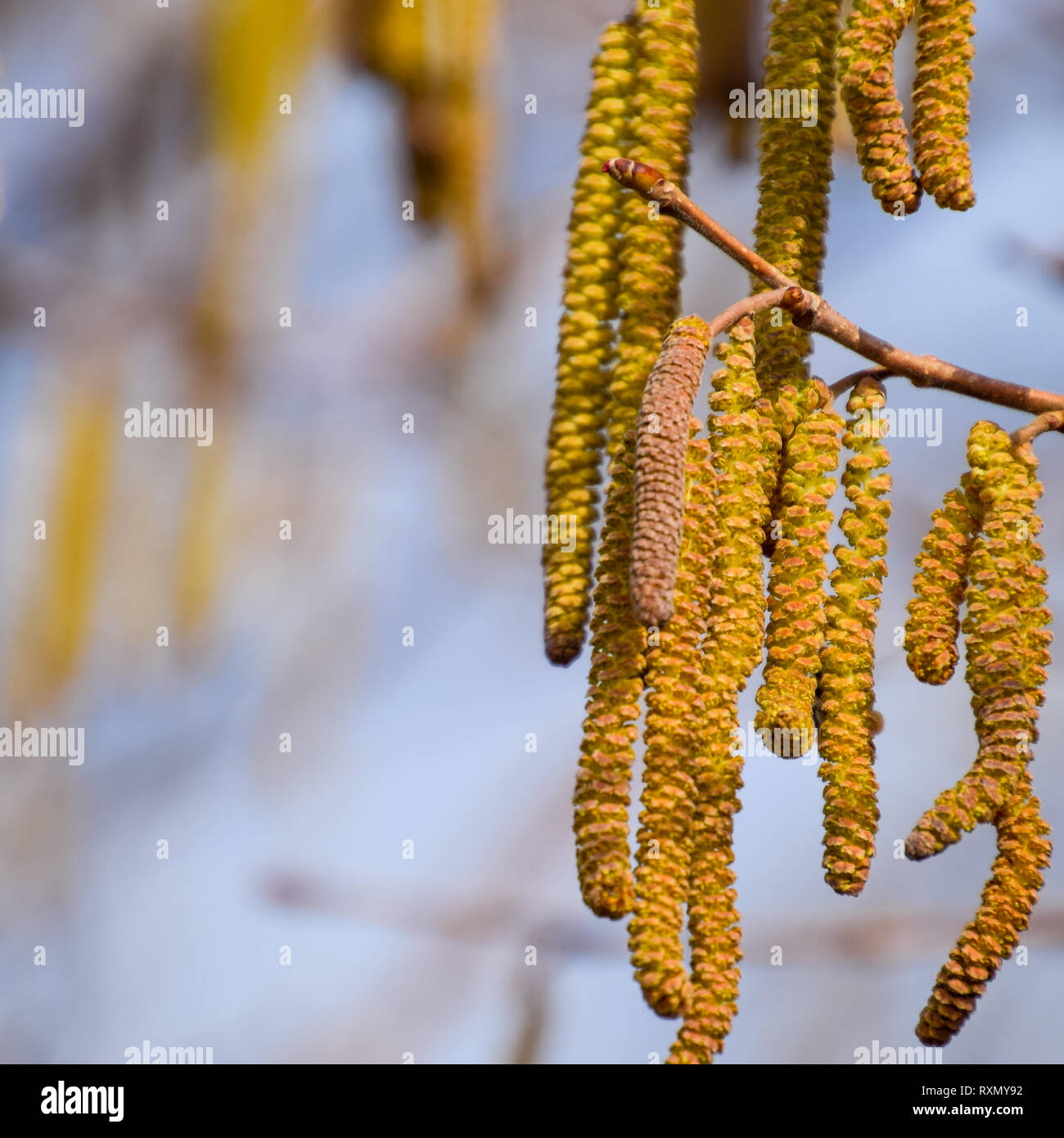 Flowering hazel hazelnut. Hazel catkins on branches Stock Photo - Alamy