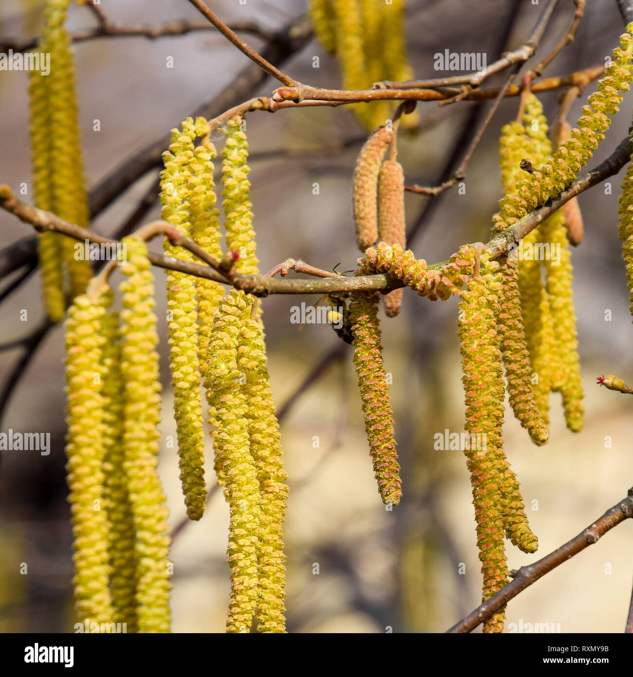 Flowering hazel hazelnut. Hazel catkins on branches Stock Photo - Alamy