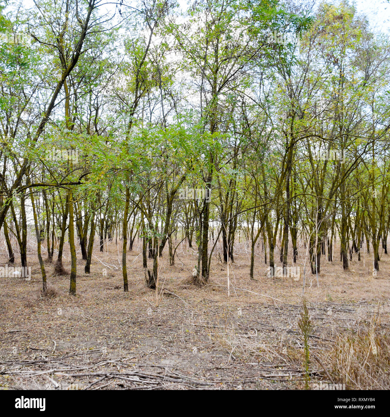 Forestbelt hi-res stock photography and images - Alamy