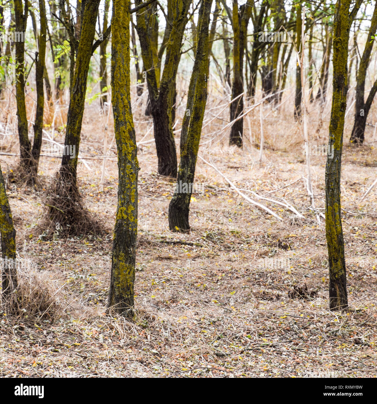 Forestbelt hi-res stock photography and images - Alamy