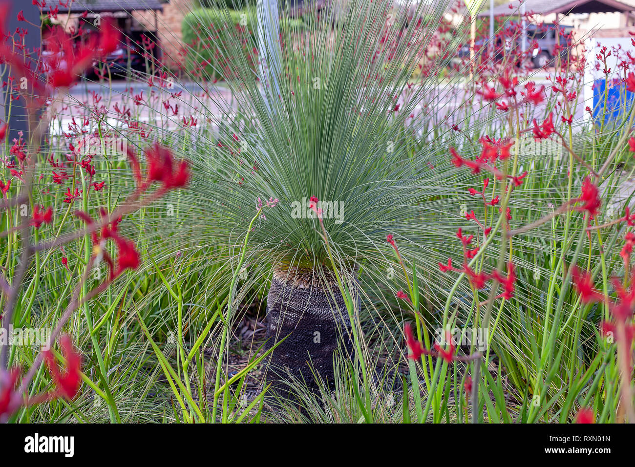 Australian native grass grass flower hi-res stock photography and ...
