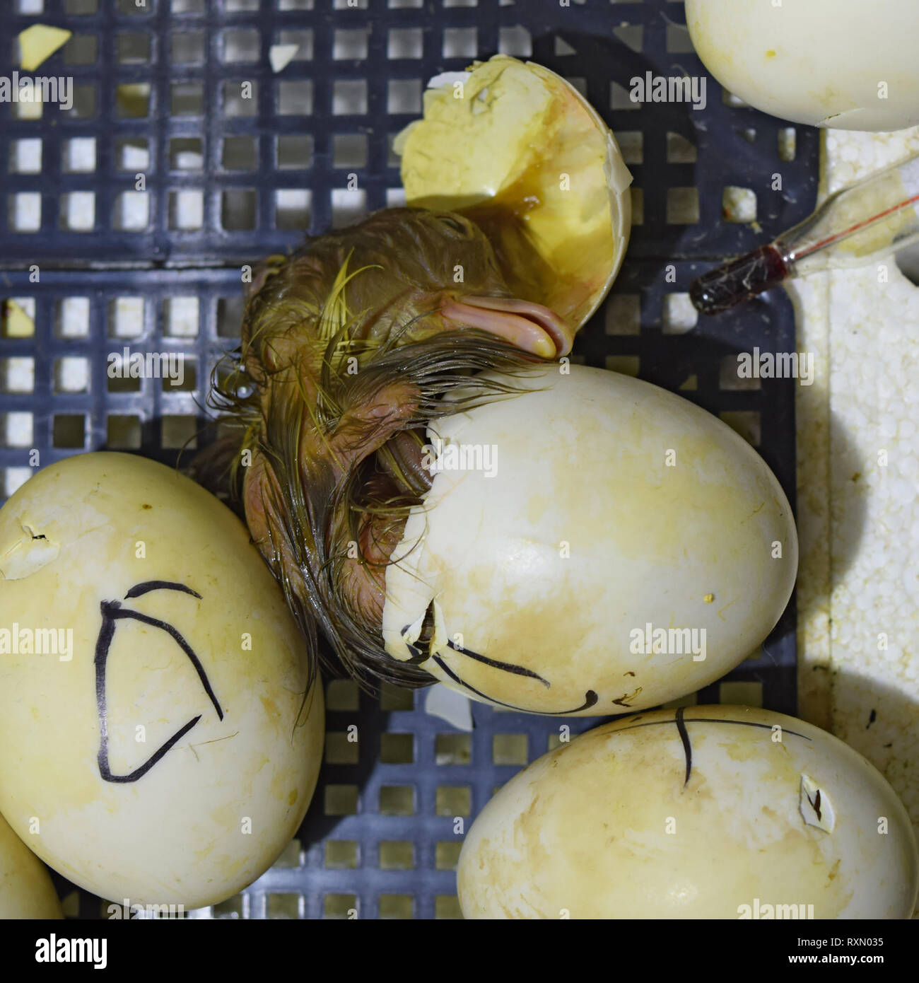 Hatching of eggs of ducklings of a musky duck in an incubator ...