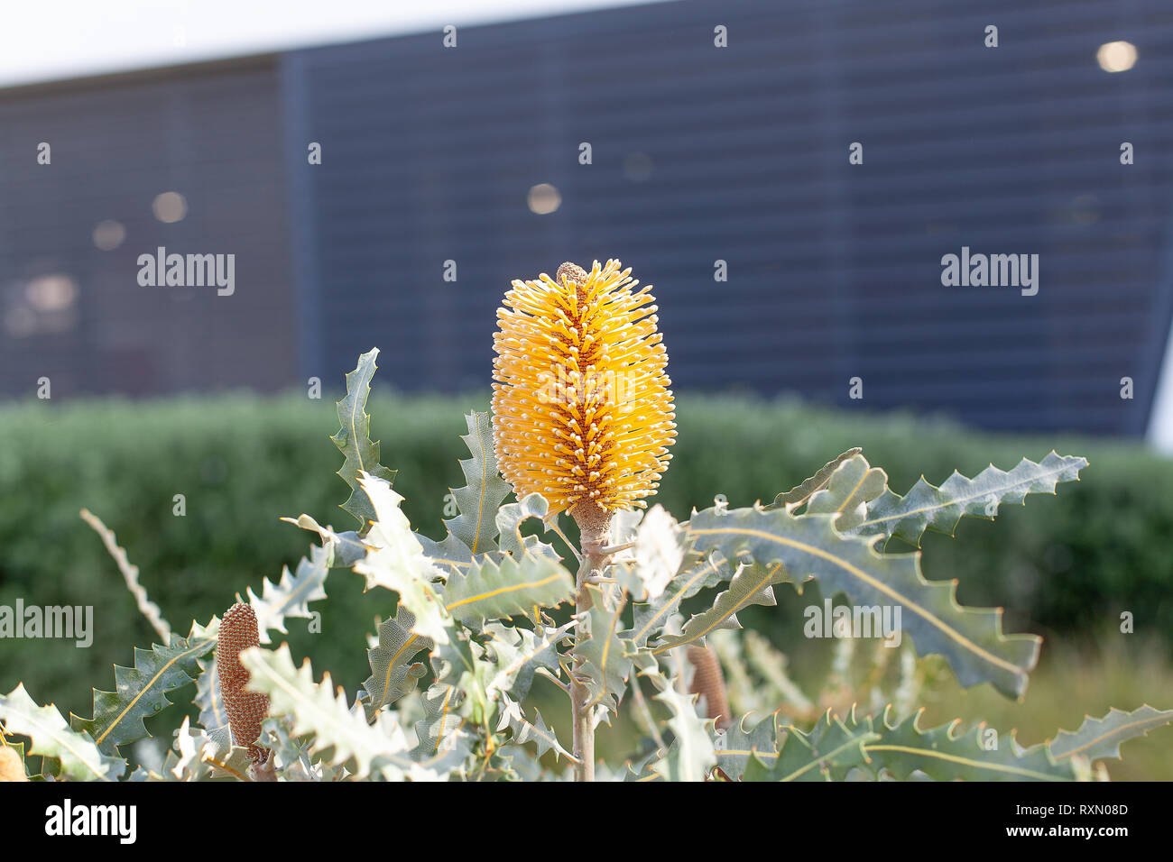 Australia native flower hi-res stock photography and images - Alamy