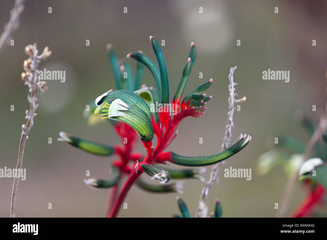 Kangaroo paws anigozanthos manglesii hi-res stock photography and ...
