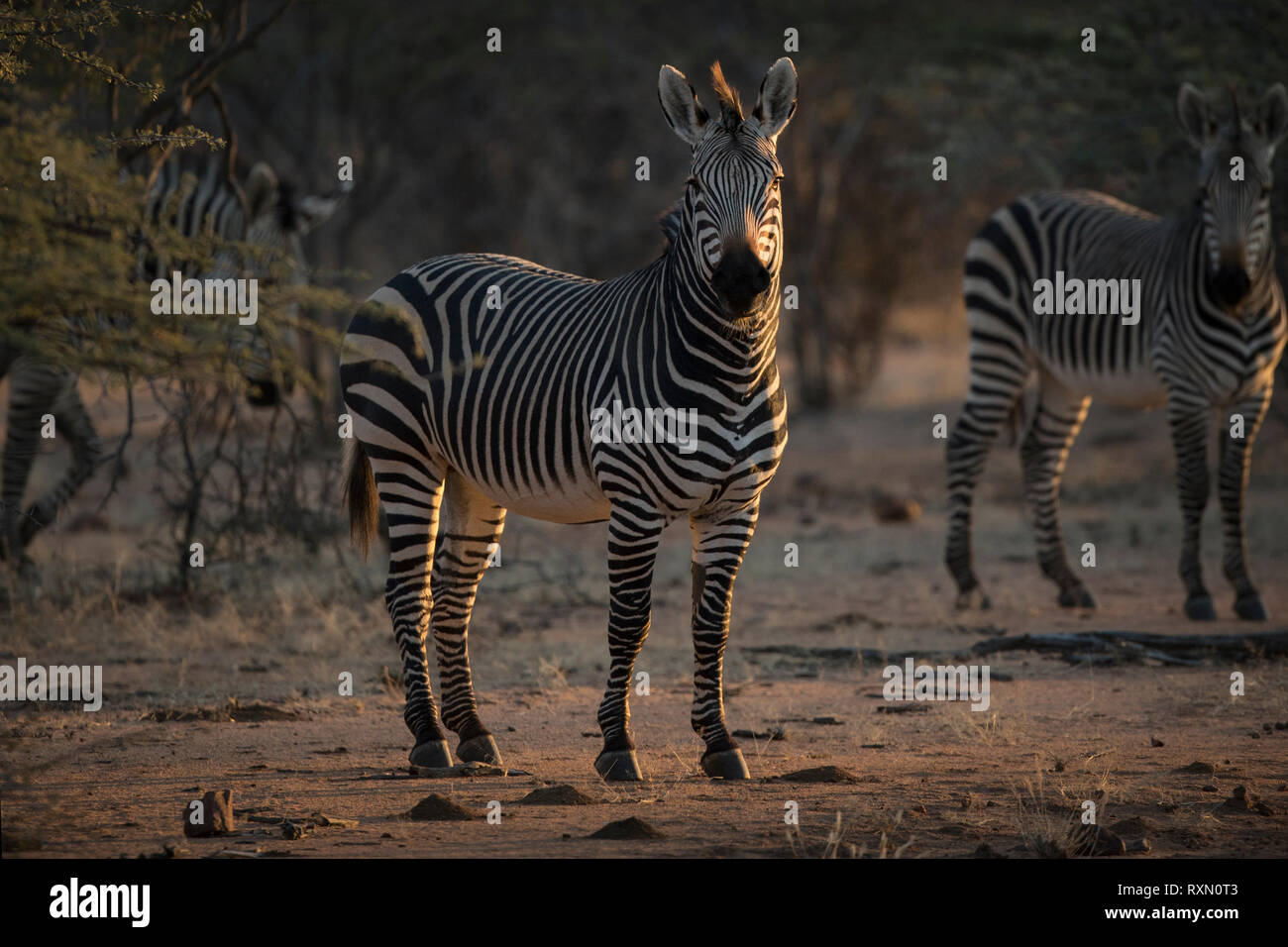 Zebra in the last fingers of light in the african bush Stock Photo - Alamy