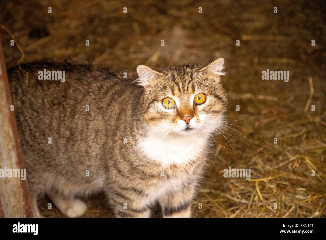 Cat looks directly at camera hi-res stock photography and images - Alamy