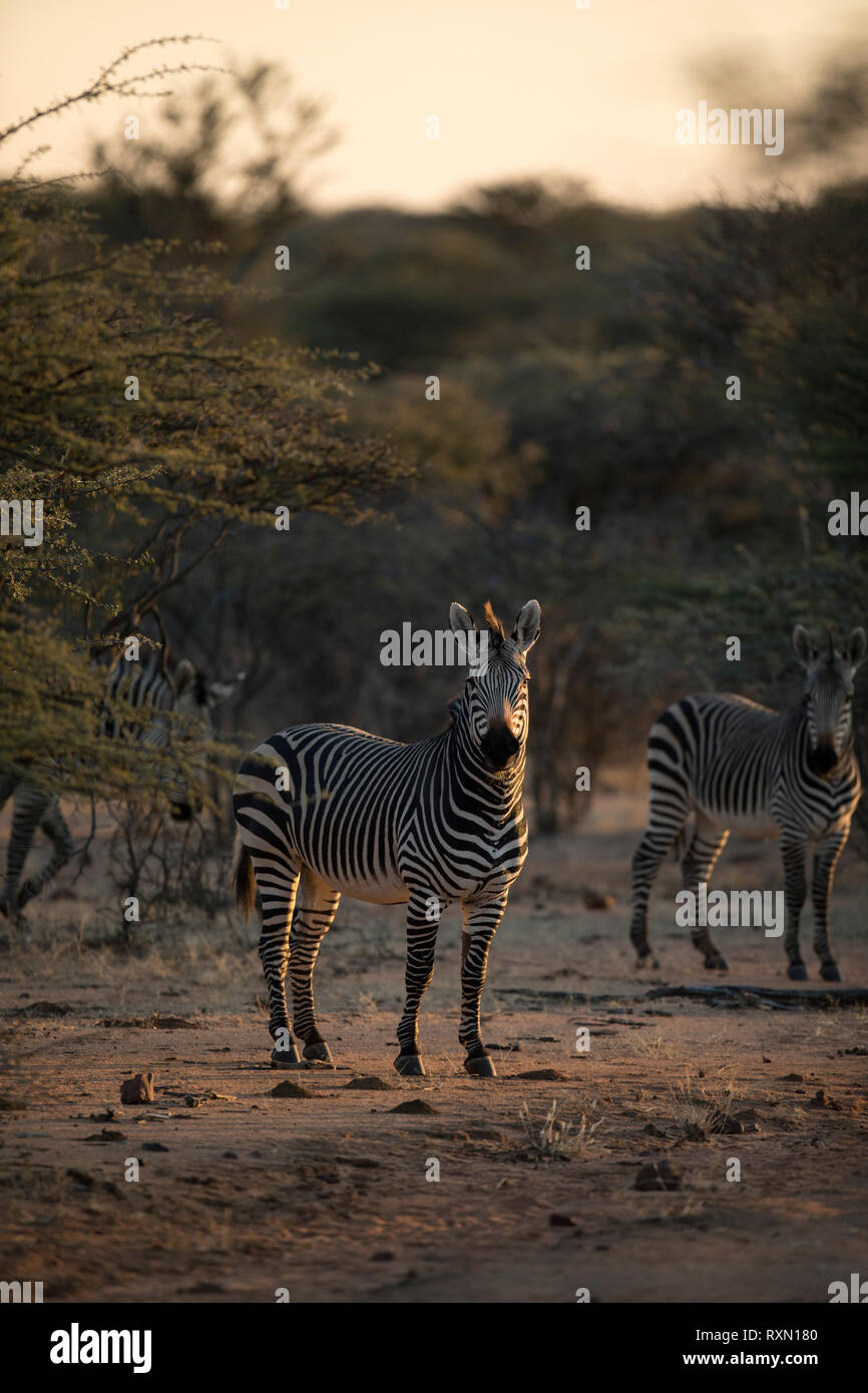 Zebra in the last fingers of light in the african bush Stock Photo - Alamy