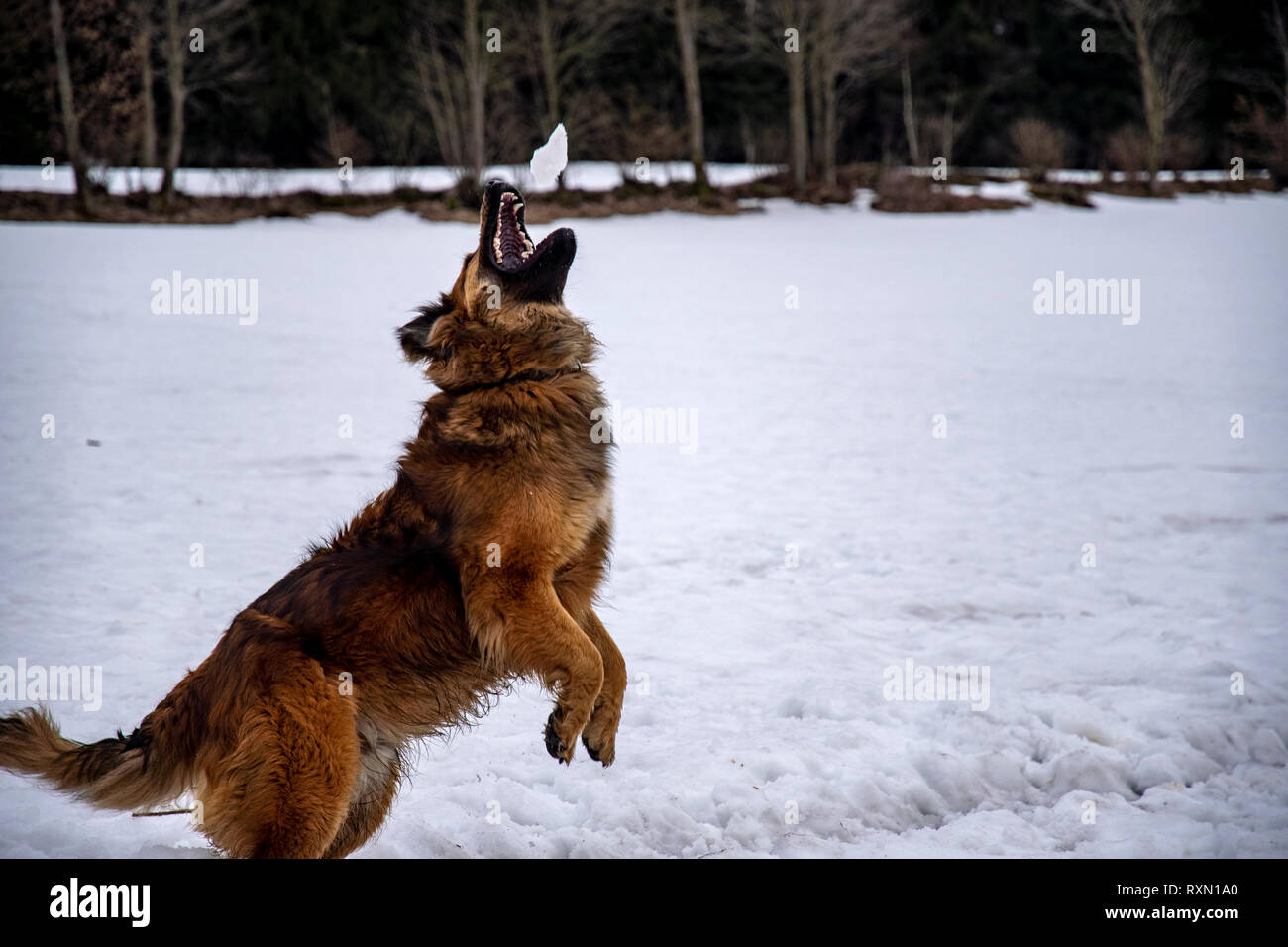 wild dog is catching a snowball in the air Stock Photo - Alamy