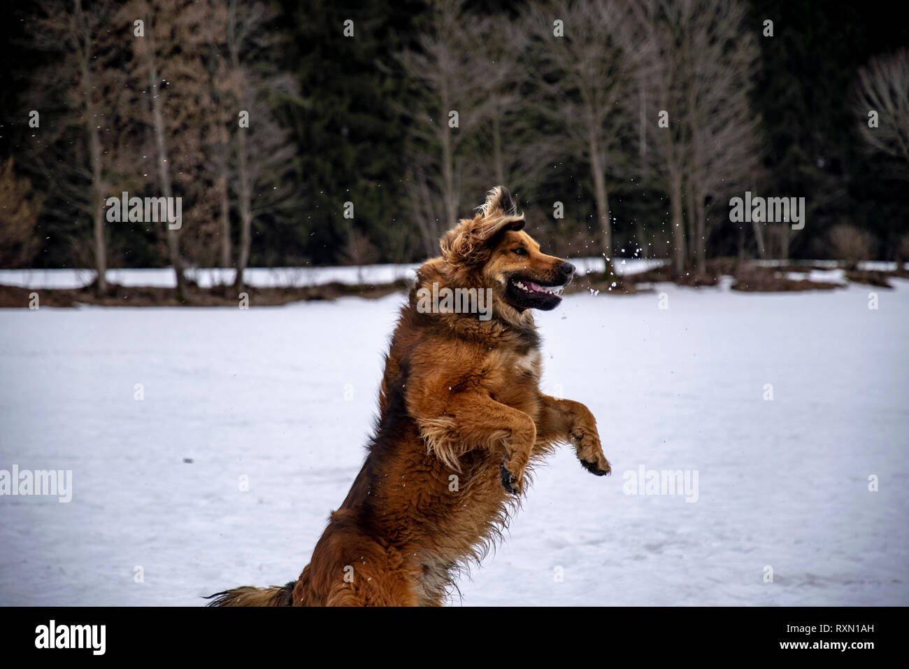 wild dog is catching a snowball in the air Stock Photo - Alamy
