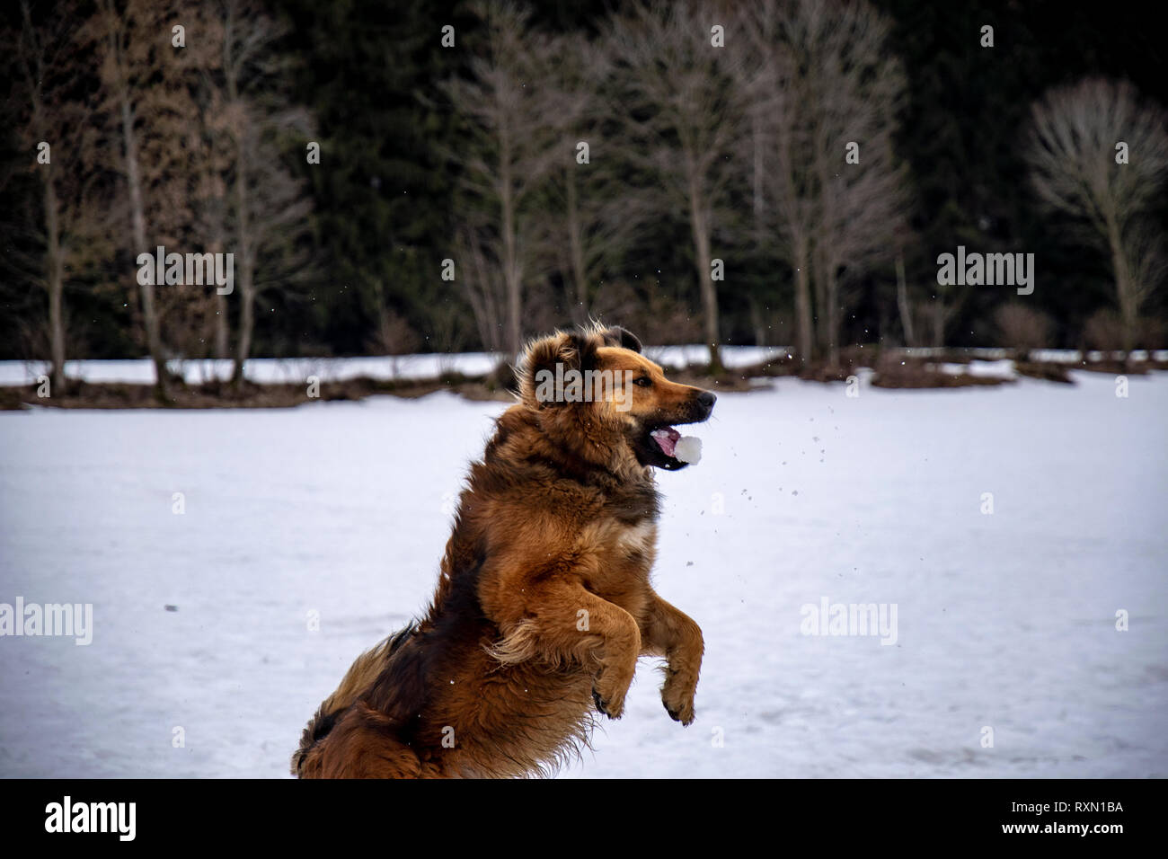 Catching a snowball hi-res stock photography and images - Alamy