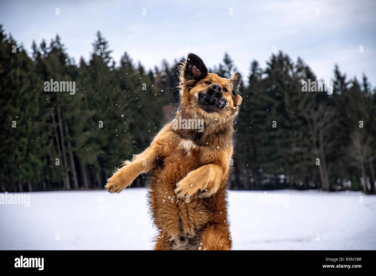 wild dog jumping int he air int he winter with snow and forest Stock ...