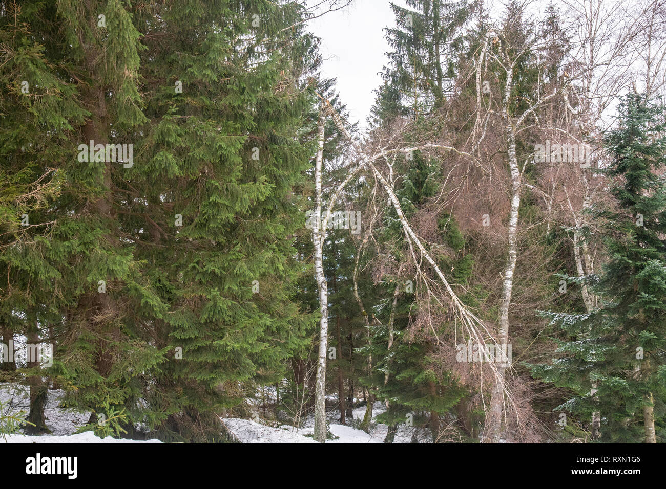 fallen trees in the Byrische forest in winter after a winter storm ...