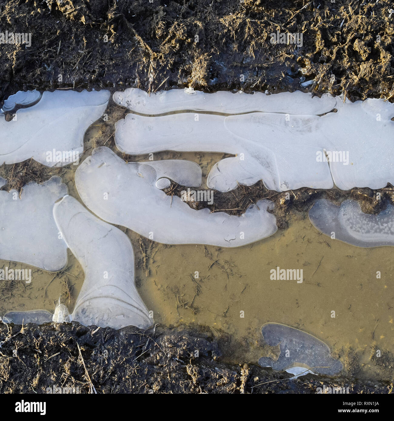 Ice on a muddy puddle on a dirt road Stock Photo - Alamy