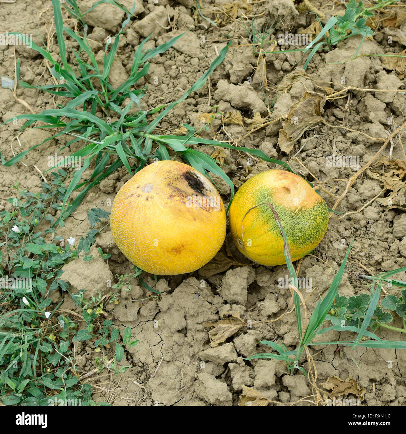 Ill rotten the melon. Fighting melons diseases Stock Photo - Alamy