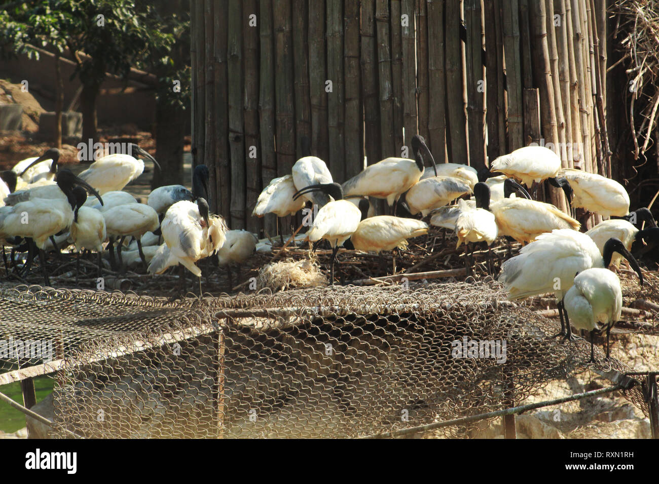 storks are resting playing eating food Stock Photo - Alamy