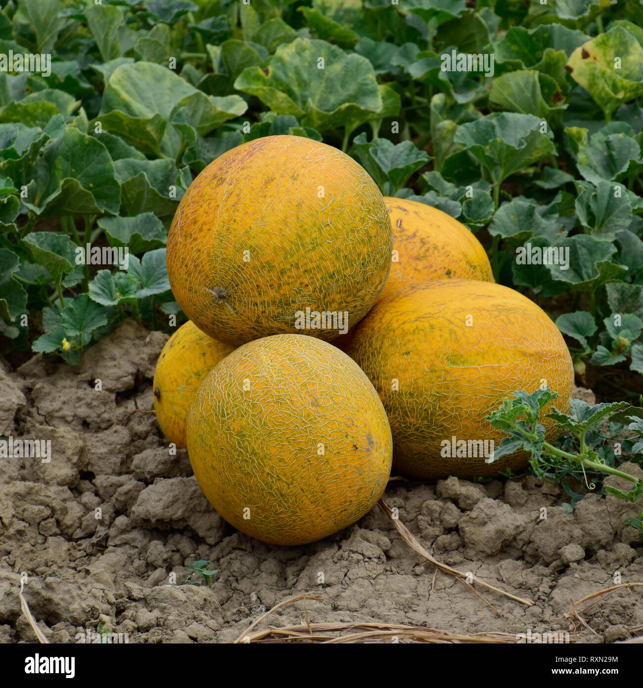 Melons, plucked from the garden, lay together on the ground. Ripe melon ...