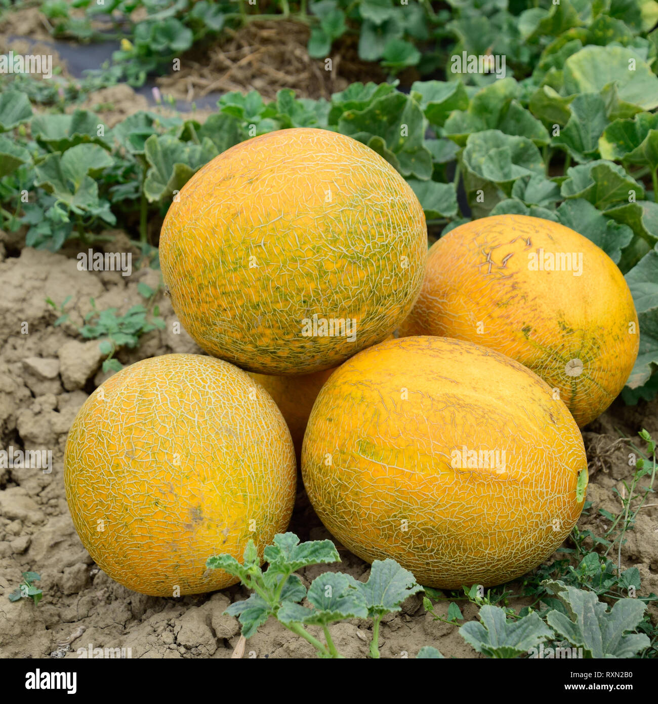 Melons, plucked from the garden, lay together on the ground. Ripe melon ...