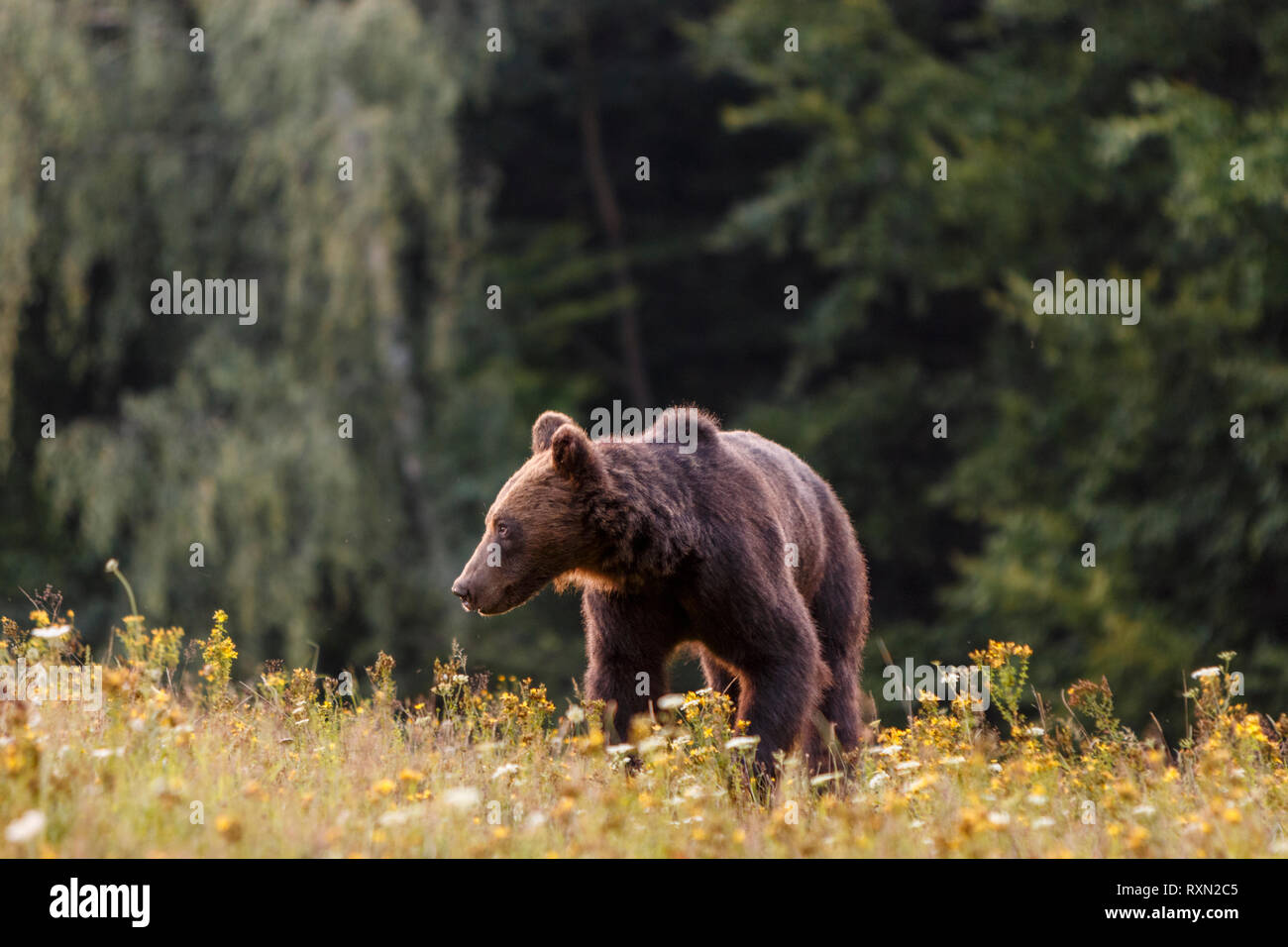 Carpathian brown bear hi-res stock photography and images - Alamy