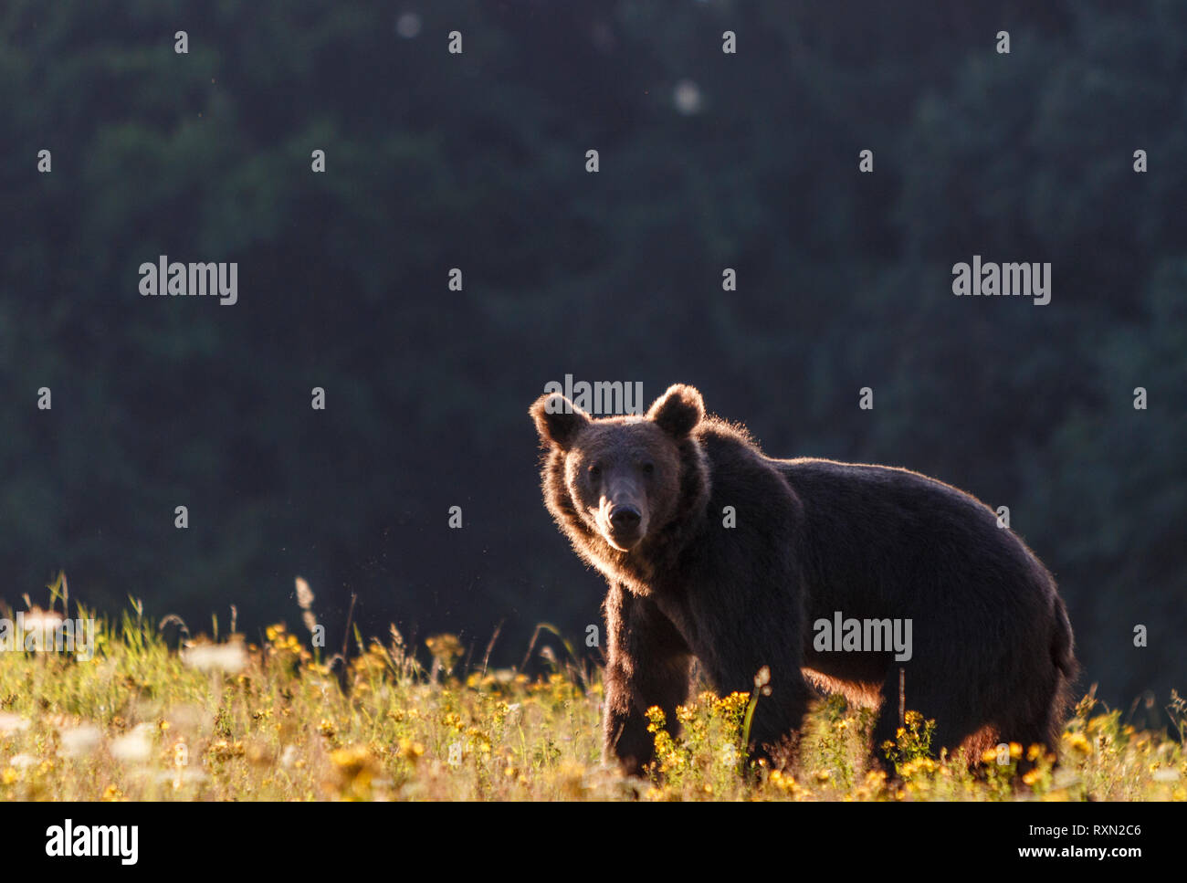 Transylvania brown bear hi-res stock photography and images - Alamy