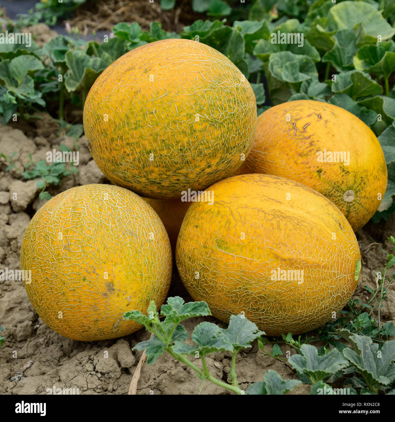 Melons, plucked from the garden, lay together on the ground. Ripe melon ...