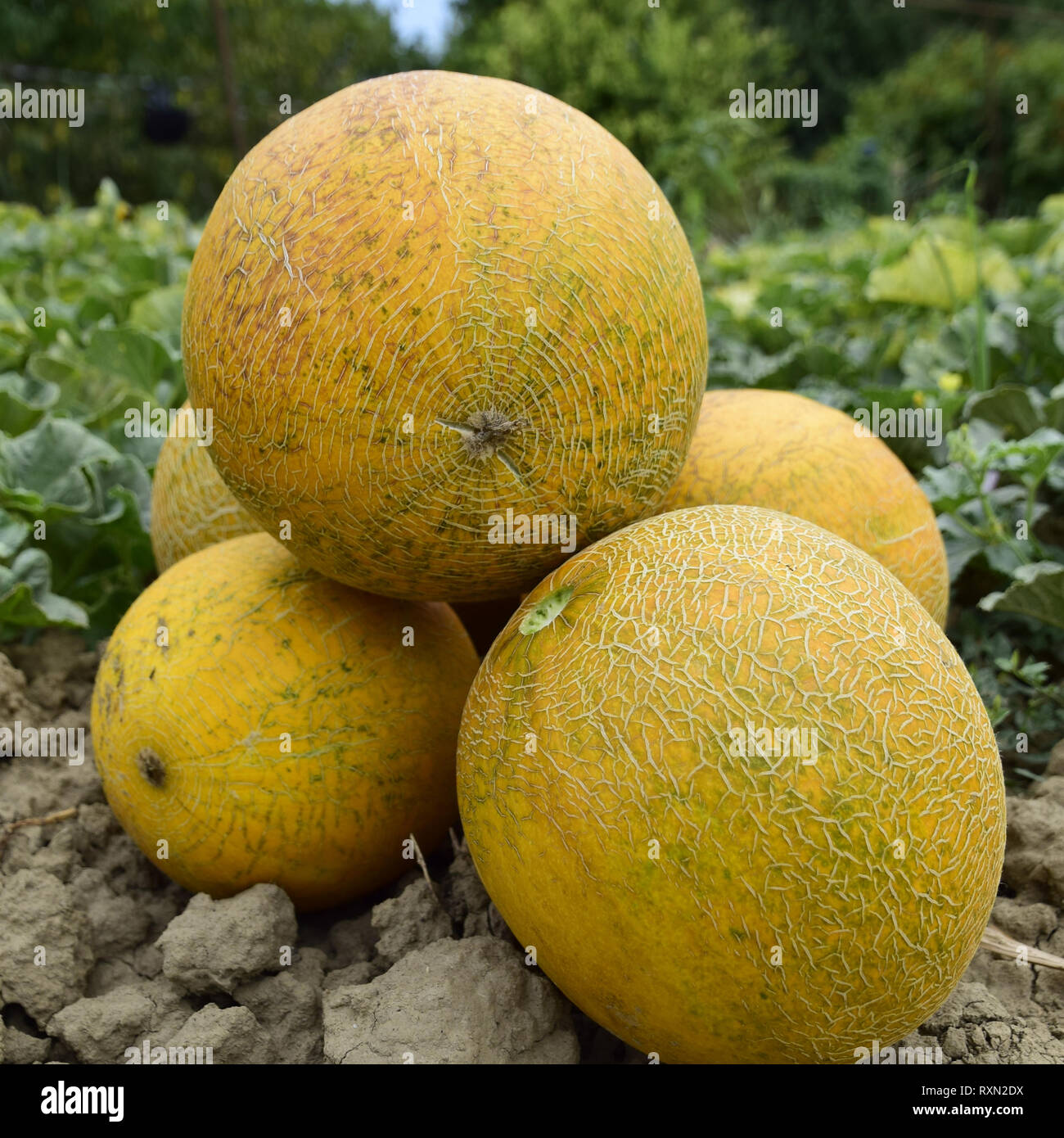 Bunch bunch together agriculture agricultural hi-res stock photography ...