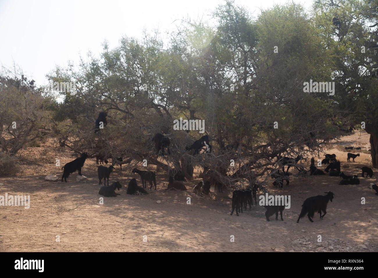Argan oil farm hi-res stock photography and images - Alamy