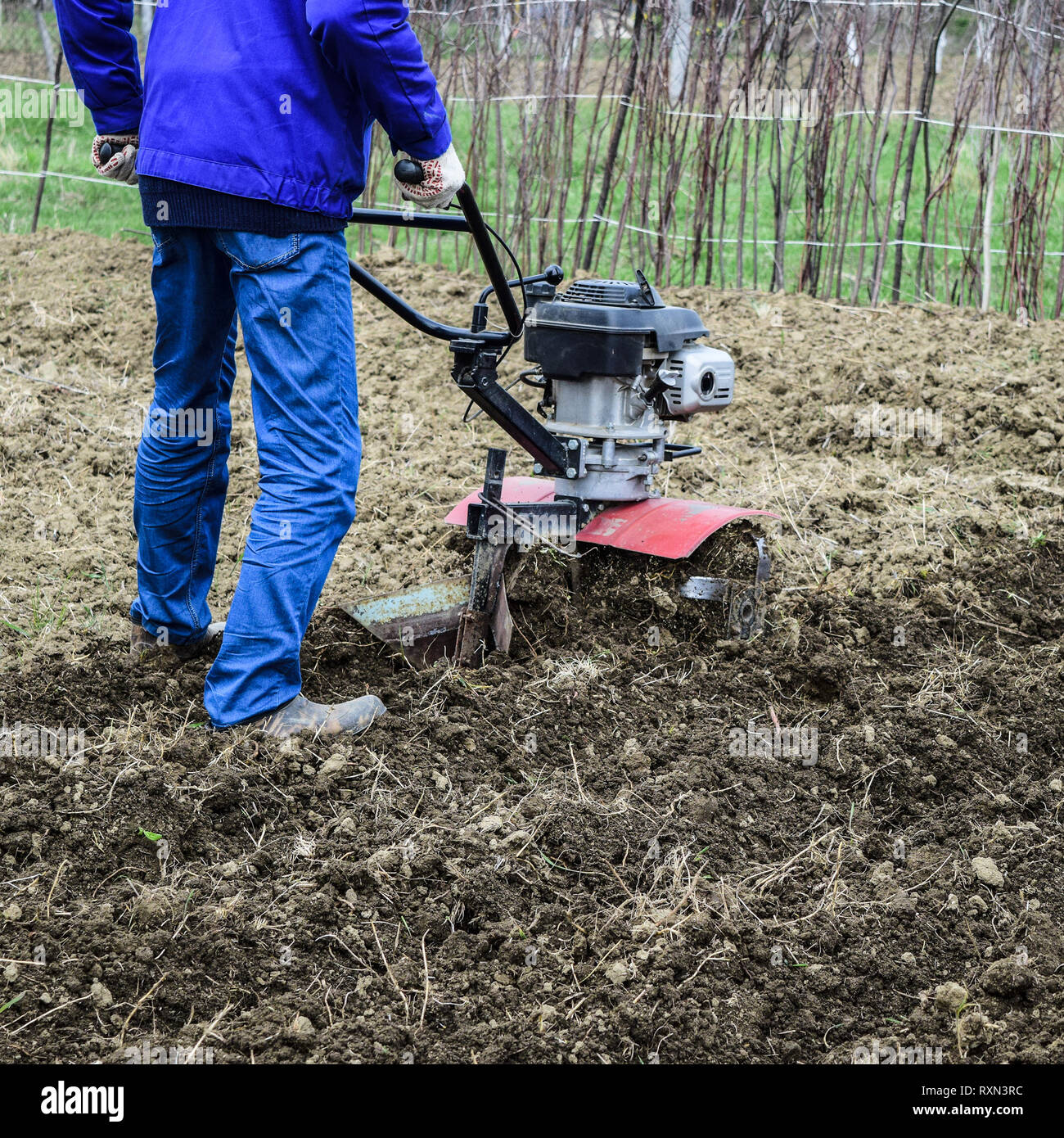 Planting potatoes under the walk-behind tractor. Man with motor-block ...