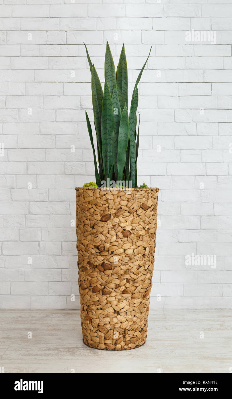 Indoor plant in floor pot Stock Photo - Alamy