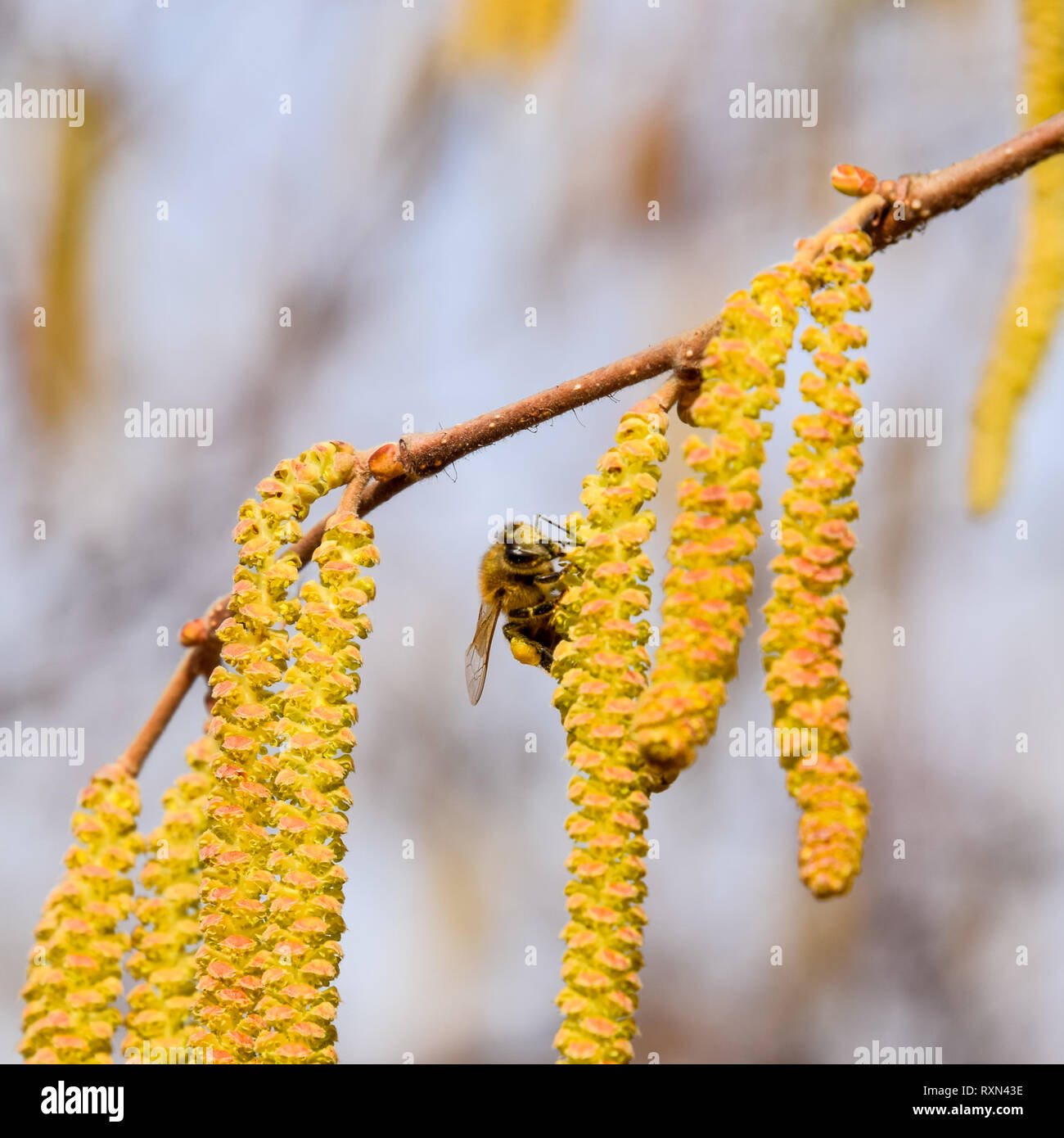 Pollination by bees earrings hazelnut. Flowering hazel hazelnut. Hazel ...