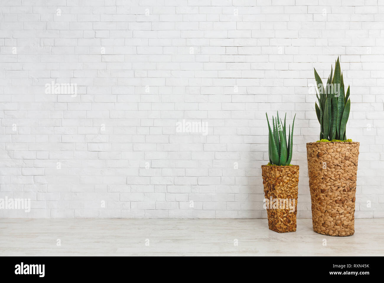 Two snake plants hi-res stock photography and images - Alamy