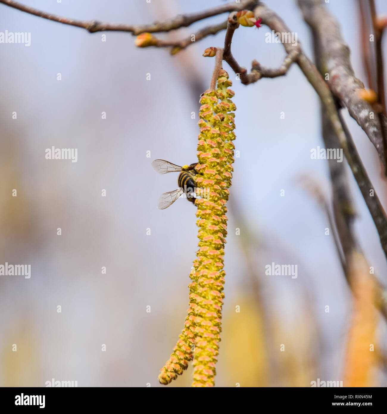 Pollination by bees earrings hazelnut. Flowering hazel hazelnut. Hazel ...