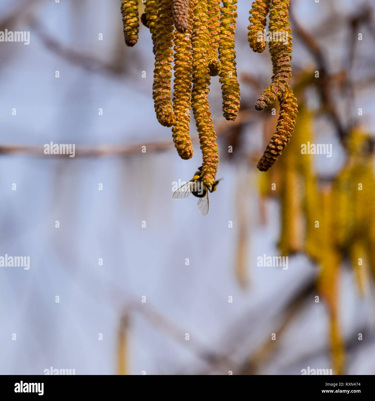 Pollination by bees earrings hazelnut. Flowering hazel hazelnut. Hazel ...