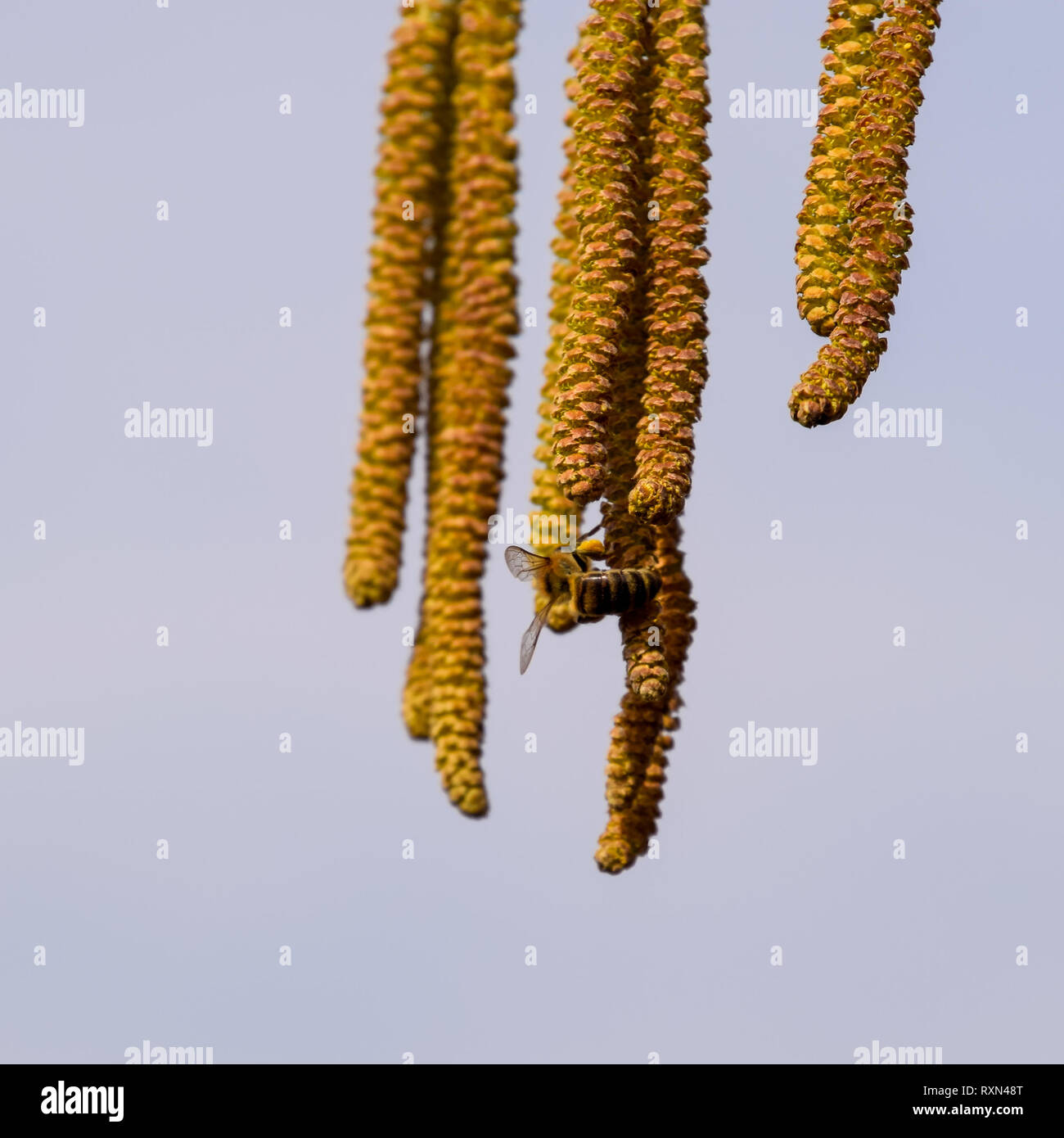 Pollination by bees earrings hazelnut. Flowering hazel hazelnut. Hazel ...