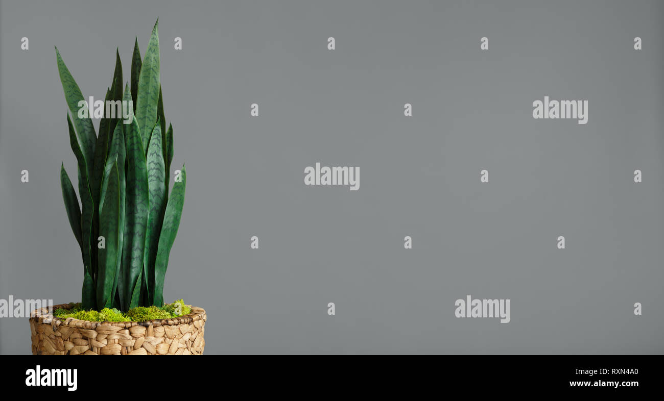 Indoor plant on grey background, copy space Stock Photo - Alamy