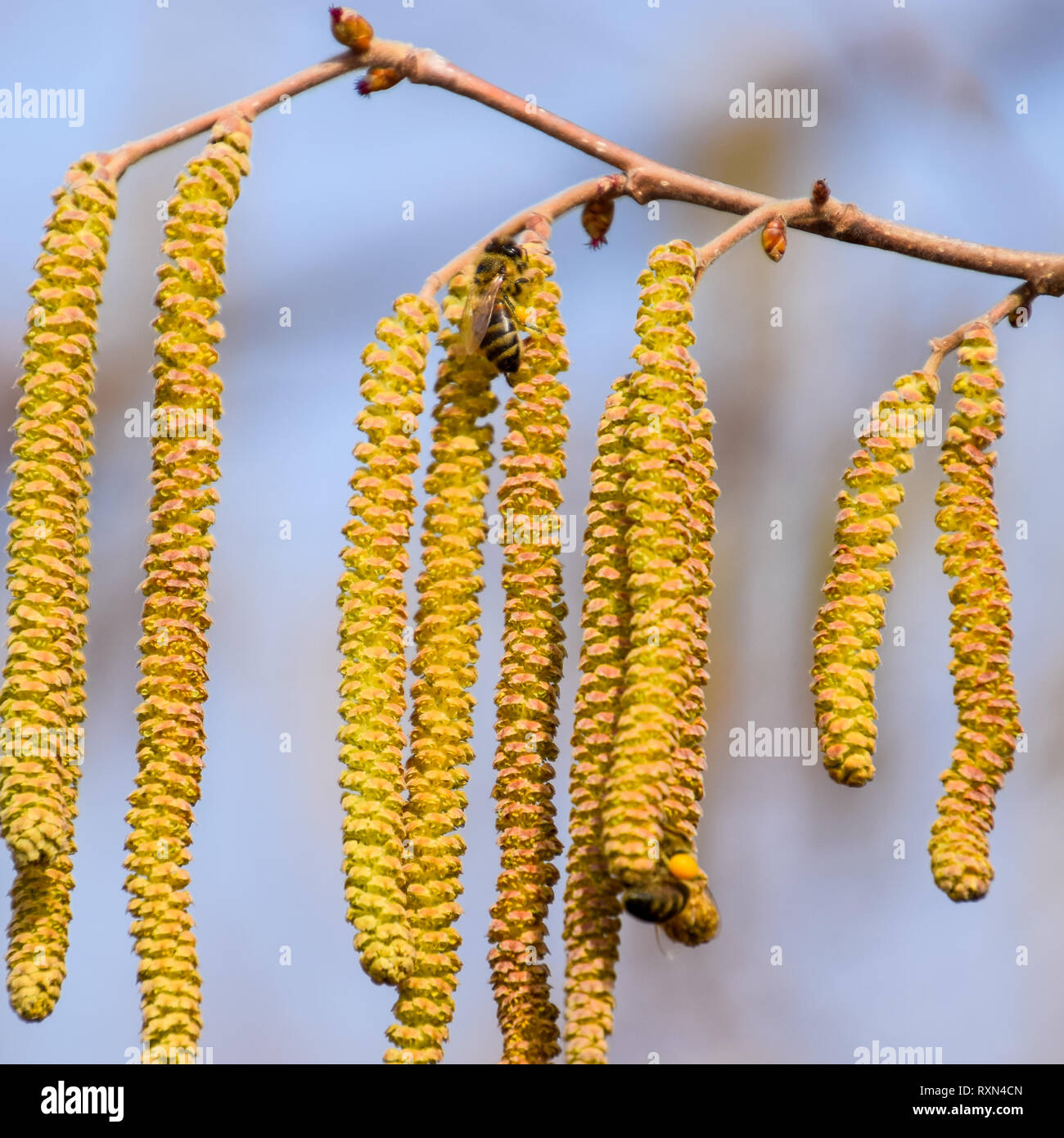 Pollination by bees earrings hazelnut. Flowering hazel hazelnut. Hazel ...