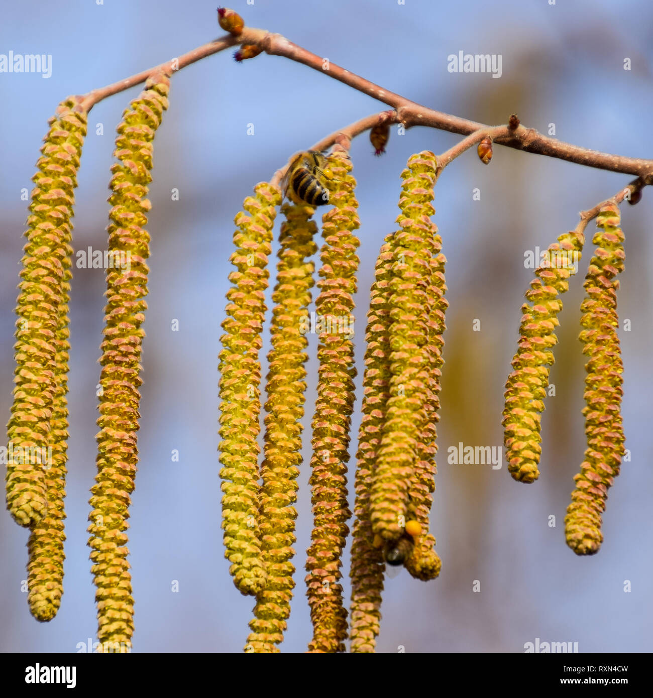Pollination by bees earrings hazelnut. Flowering hazel hazelnut. Hazel ...