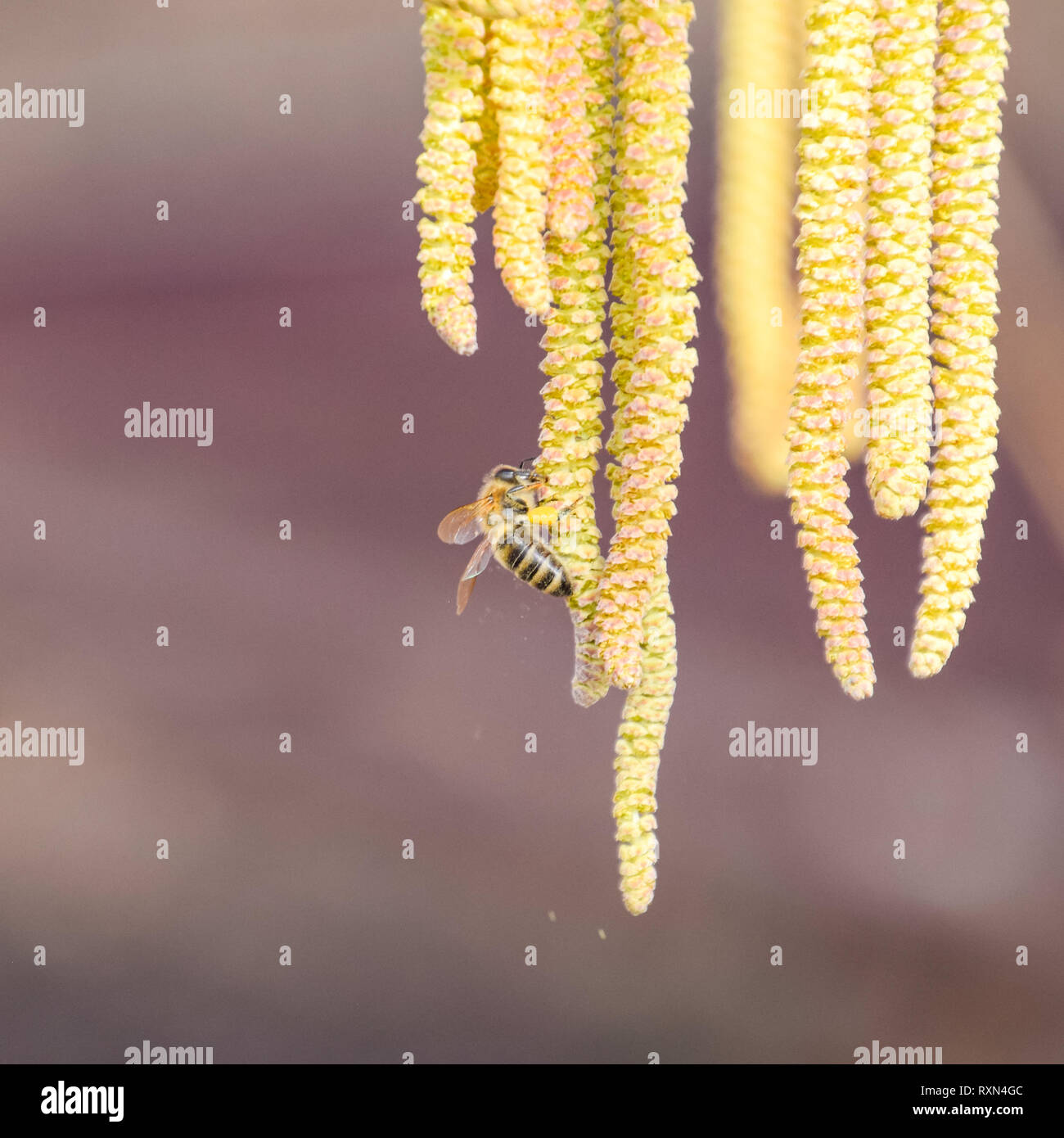 Pollination by bees earrings hazelnut. Flowering hazel hazelnut. Hazel ...